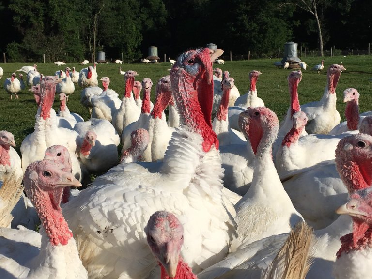 Pasture-Raised Turkeys