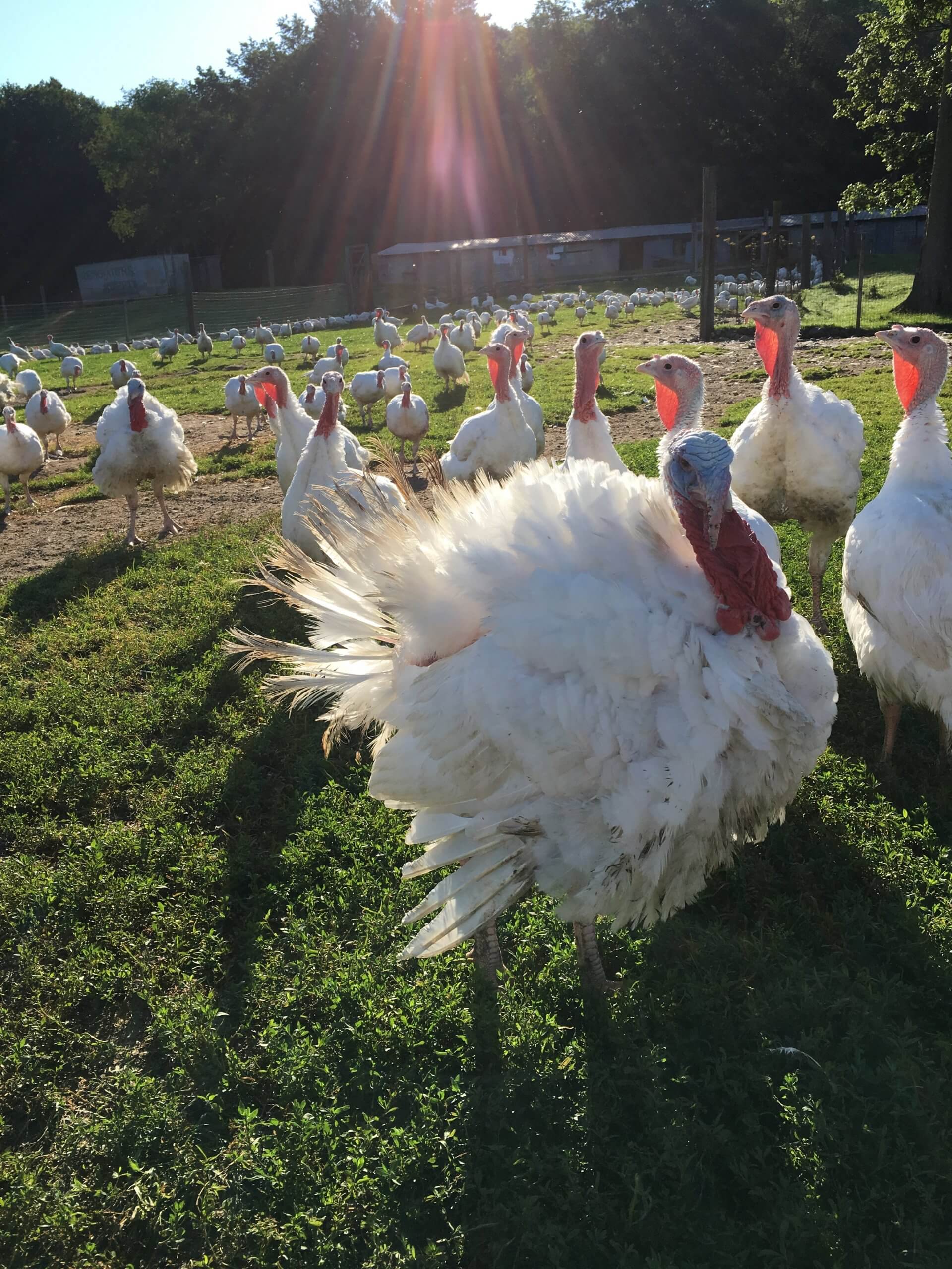 Pasture-Raised Turkeys