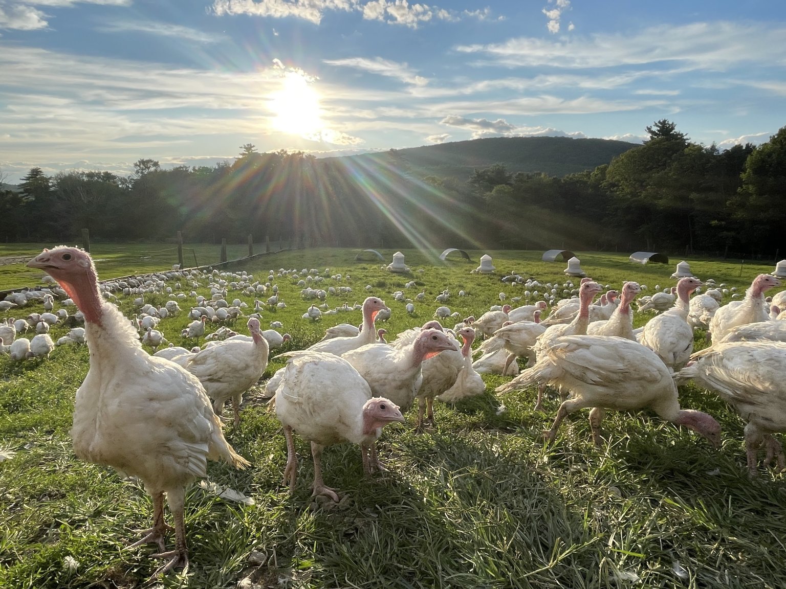 Pasture-Raised Turkeys