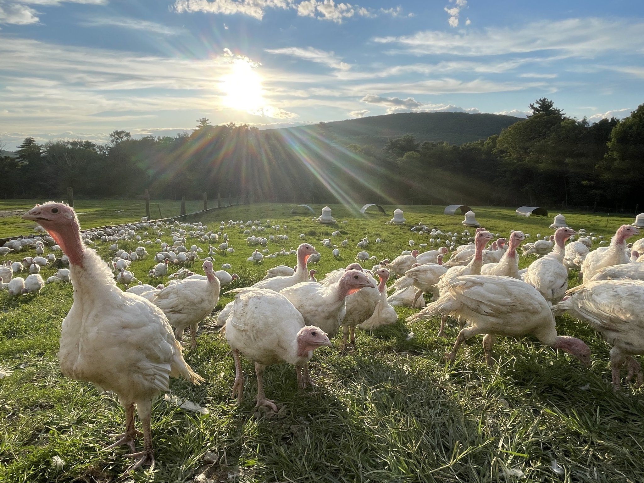 Pasture-Raised Turkeys